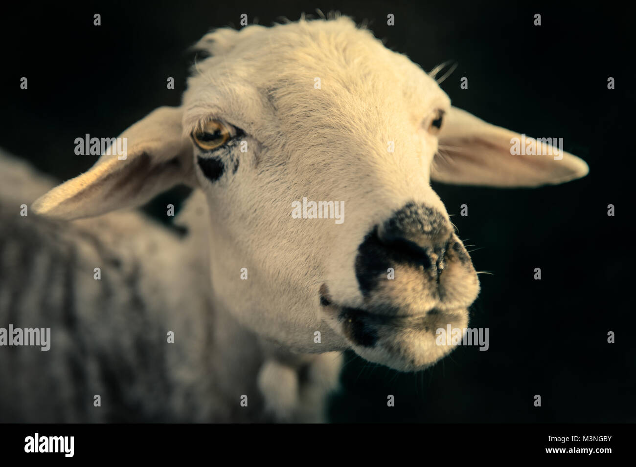 Sheep face yellow eyes yellow tint Morocco High Atlas mountains Stock ...