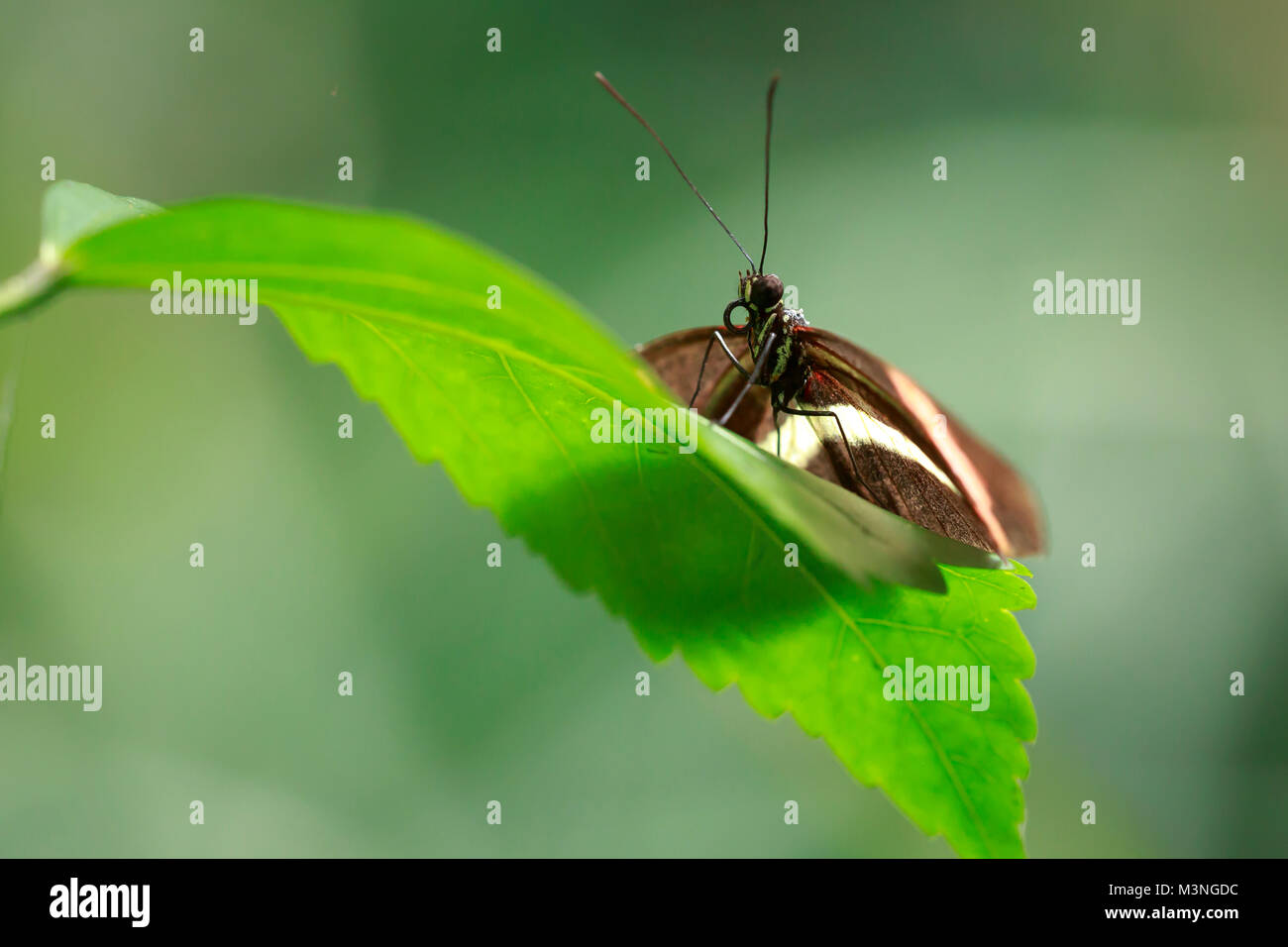 Red postman flower hi-res stock photography and images - Alamy