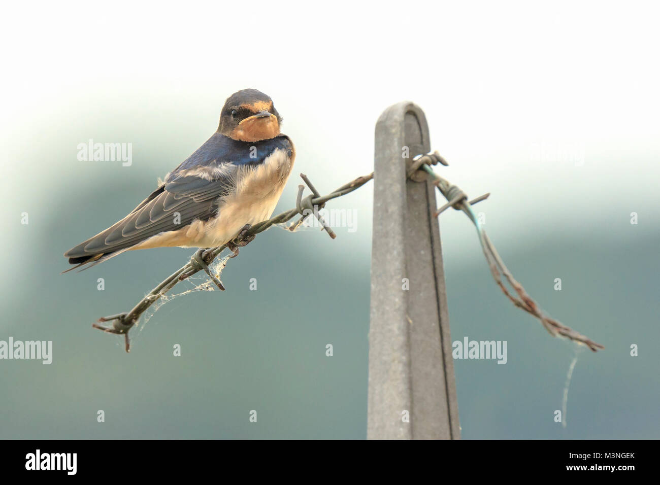 Closeup of a Barn Swallow (Hirundo rustica) resting after hunting on ...