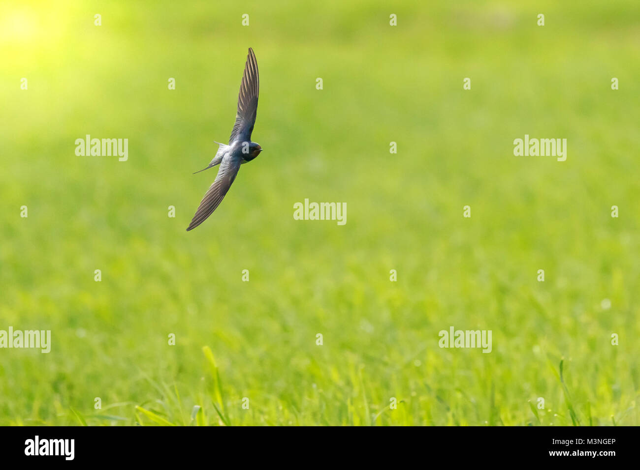 Barn swallows migration hi-res stock photography and images - Alamy
