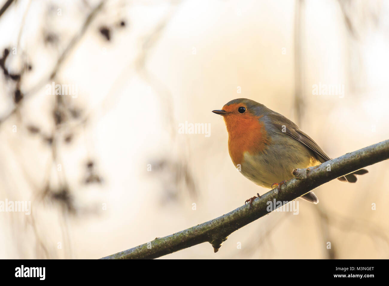 European robin (Erithacus rubecula) singing in sun rays sunlight during ...