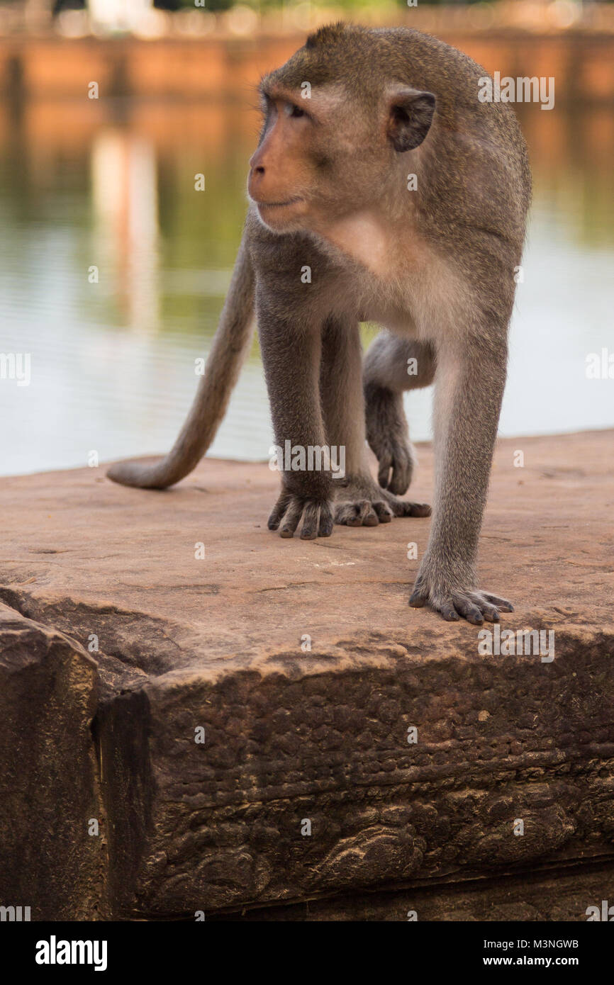 Monkeys at Angkor Wat, Krong Siem Reap, Cambodia Stock Photo - Alamy