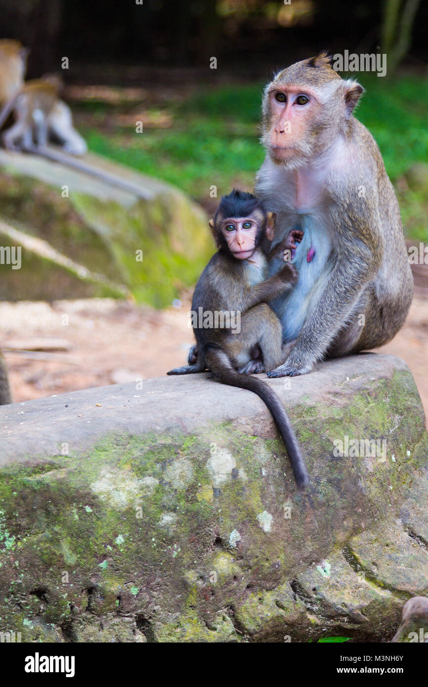 Monkeys at Angkor Wat, Krong Siem Reap, Cambodia Stock Photo - Alamy