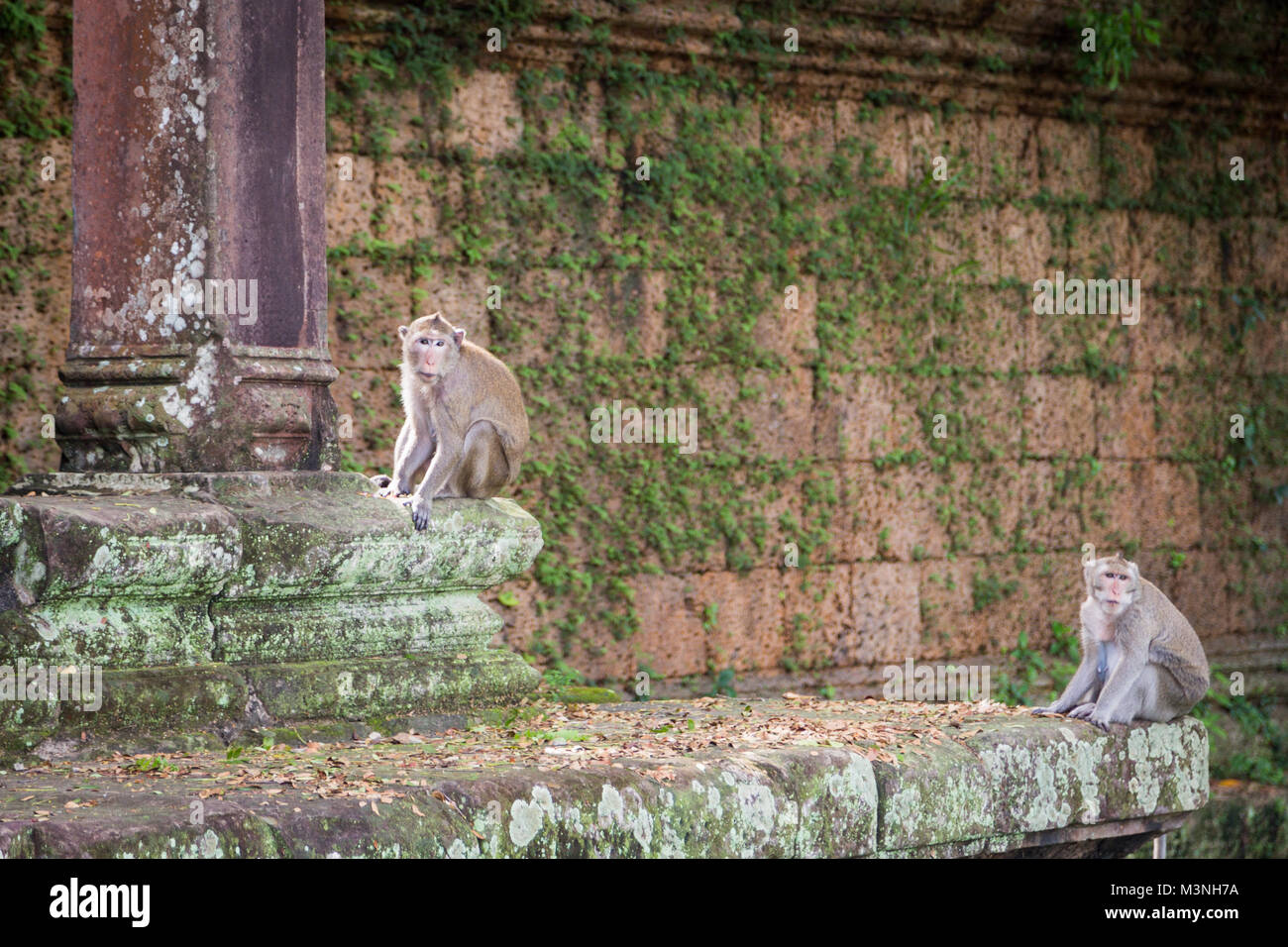 Monkeys at Angkor Wat, Krong Siem Reap, Cambodia Stock Photo - Alamy