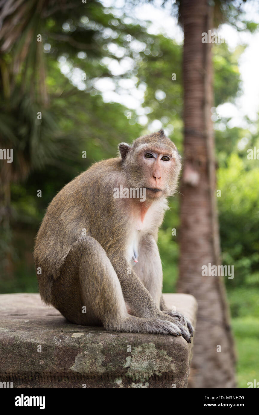 Angkor wat monkeys hi-res stock photography and images - Alamy