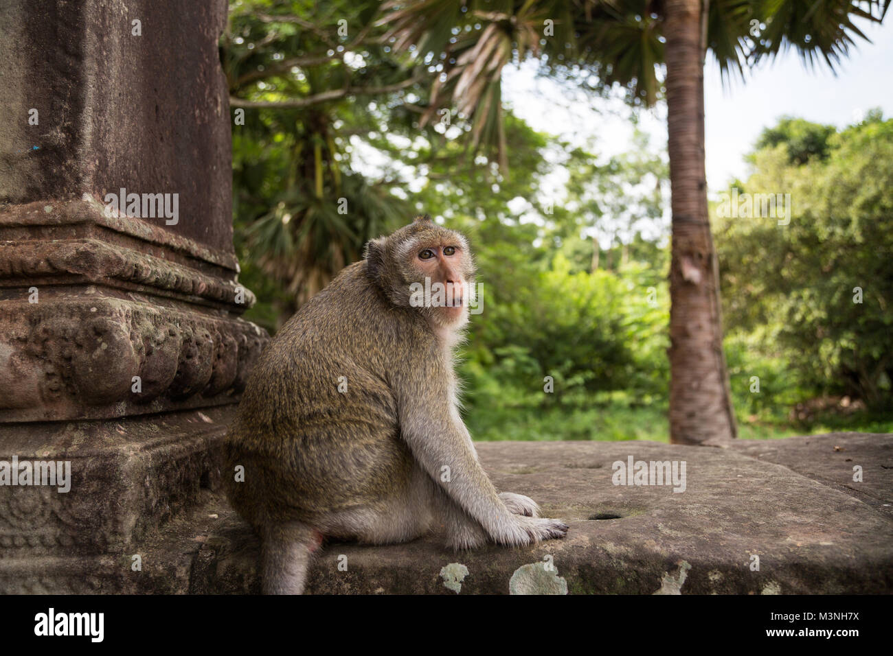 Angkor wat monkeys hi-res stock photography and images - Alamy