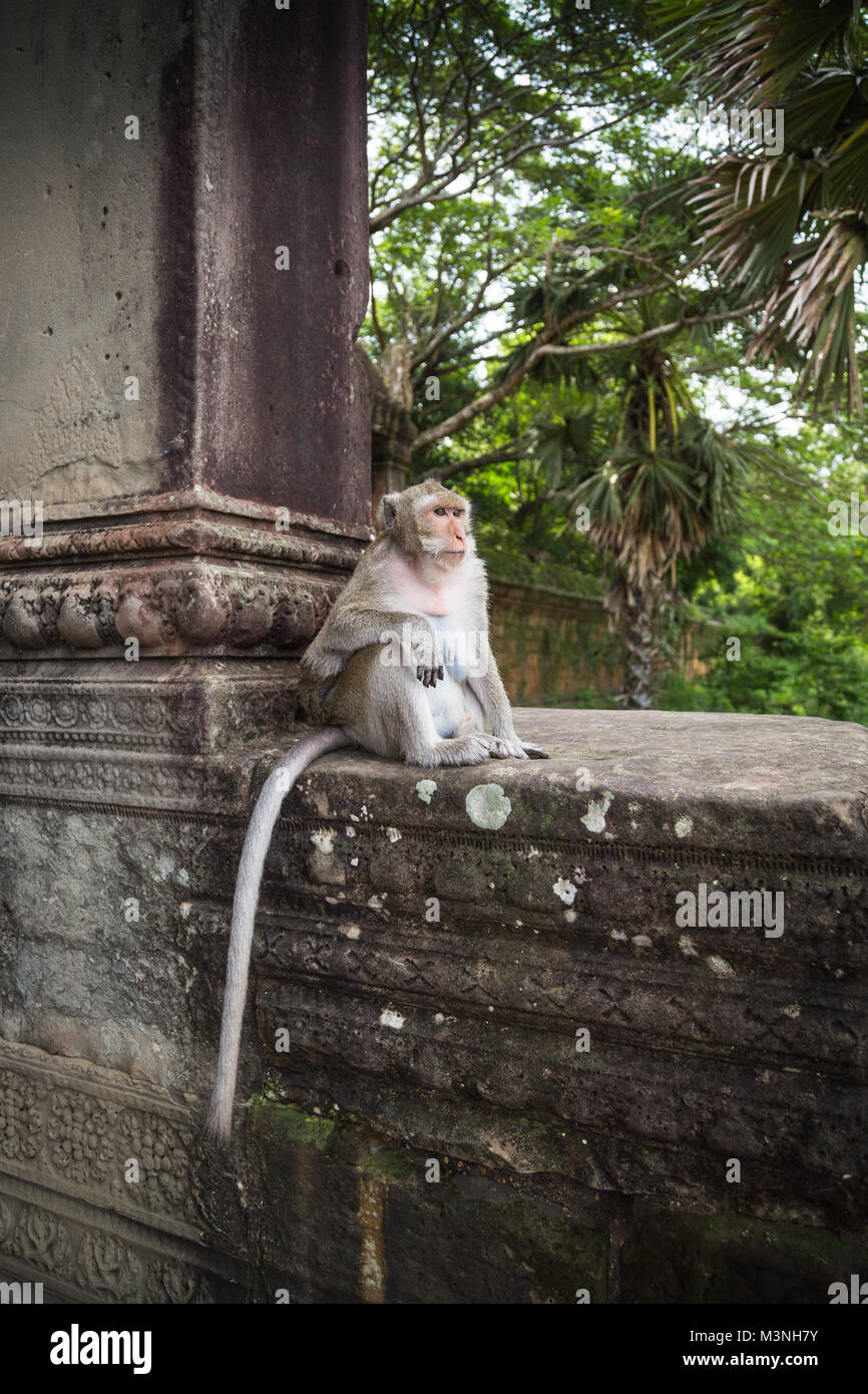 Monkeys at Angkor Wat, Krong Siem Reap, Cambodia Stock Photo - Alamy