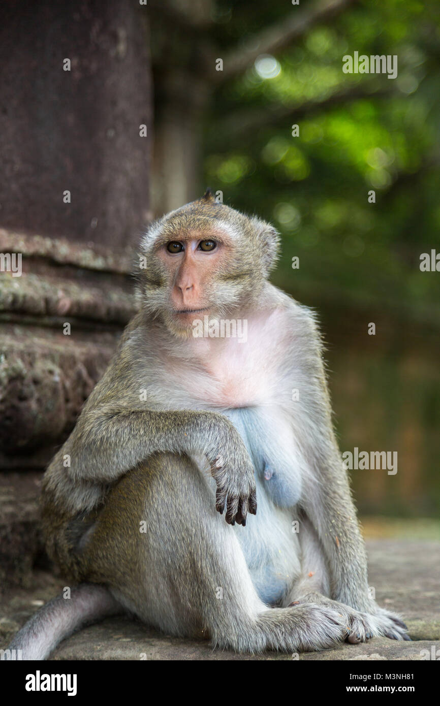Monkeys at Angkor Wat, Krong Siem Reap, Cambodia Stock Photo - Alamy
