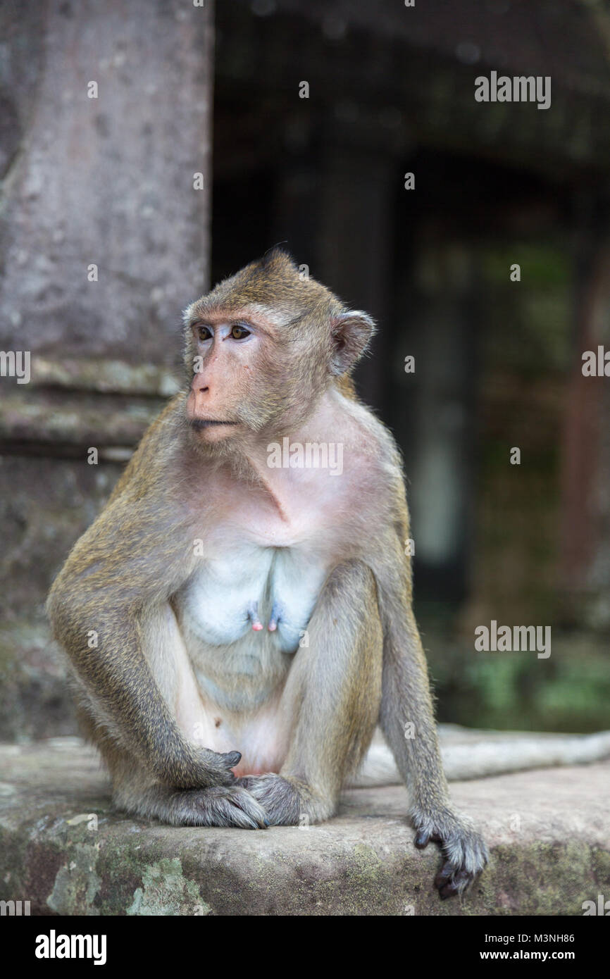 Monkeys at Angkor Wat, Krong Siem Reap, Cambodia Stock Photo - Alamy