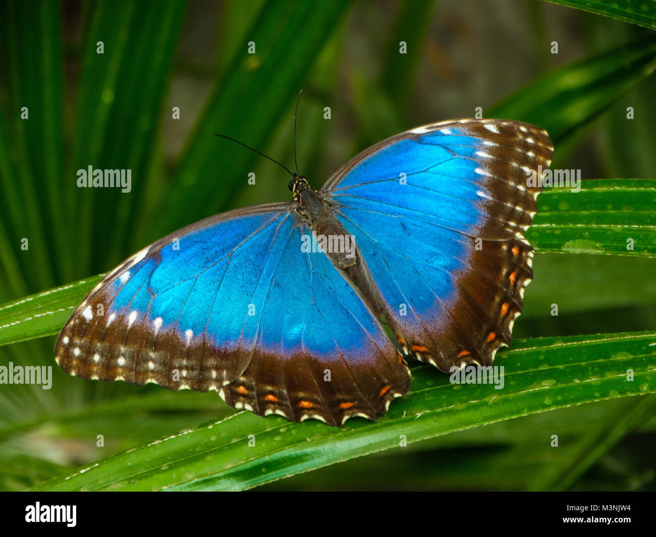 Morpho peleides butterfly, the Peleides blue morpho, common morpho ...