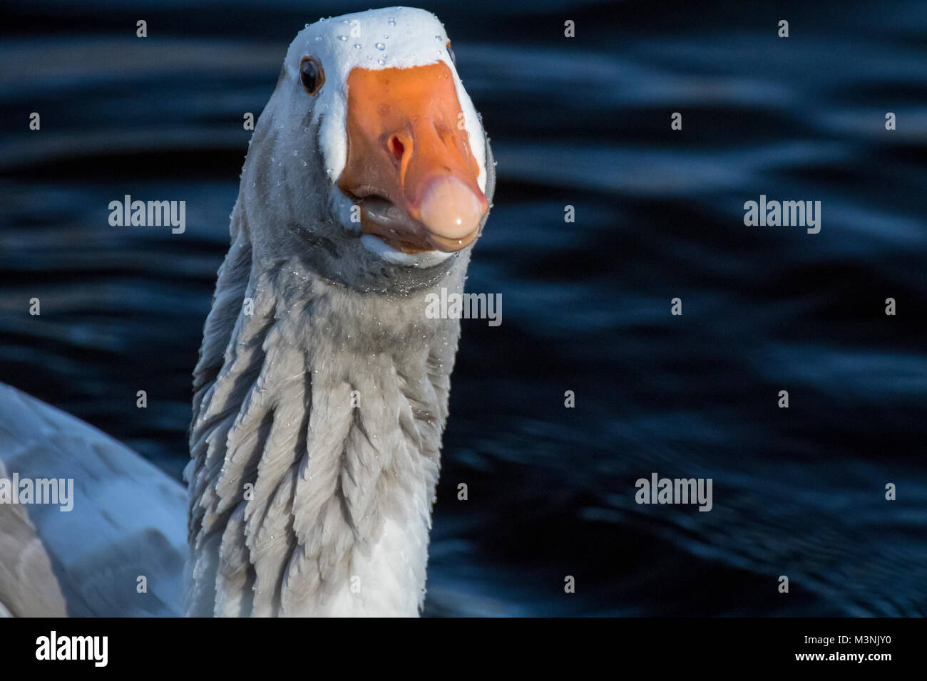 Gray-lag goose neck Stock Photo - Alamy
