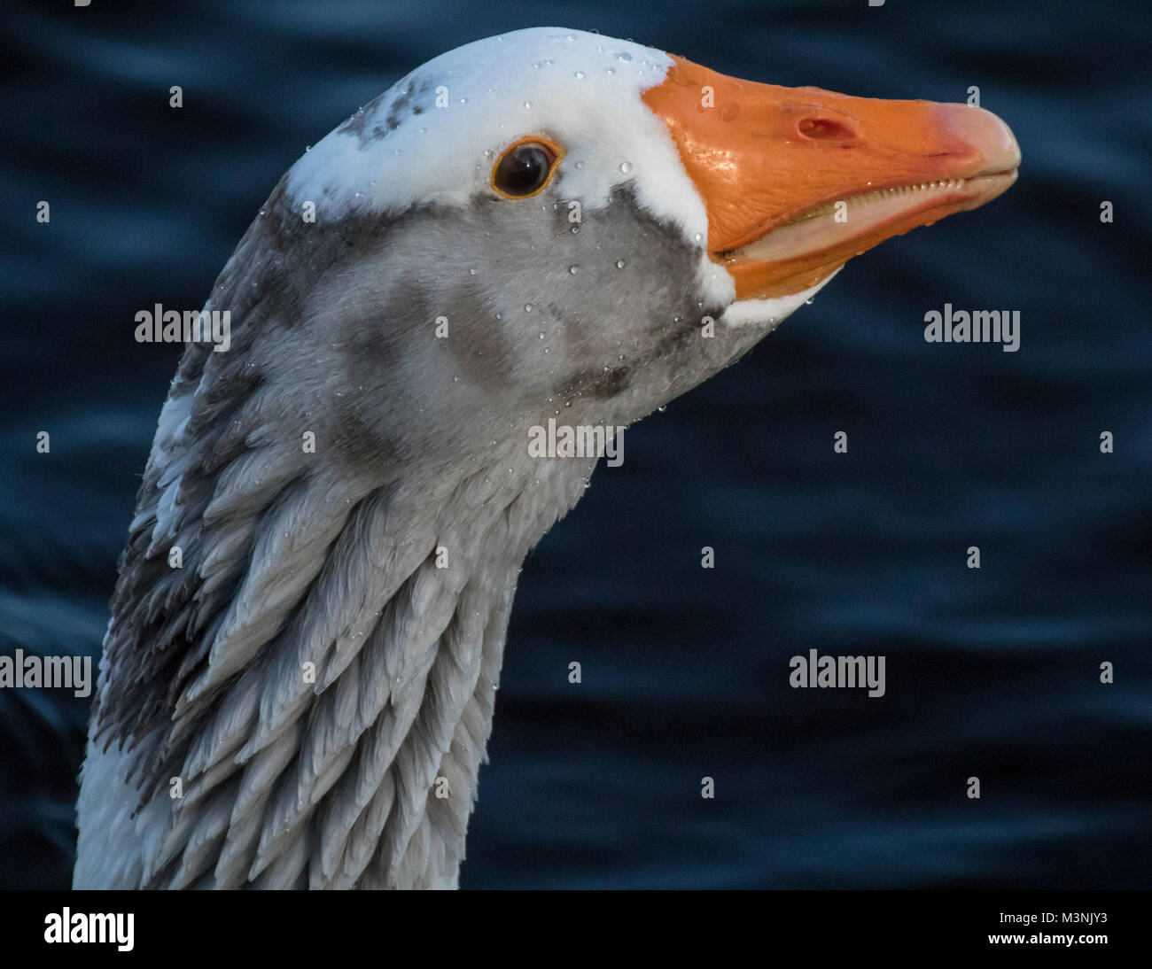 Gray-lag goose neck Stock Photo - Alamy