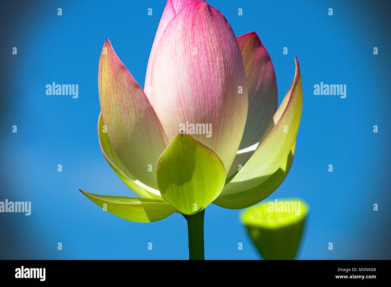 Scared Lotus Flowers in bloom Stock Photo - Alamy