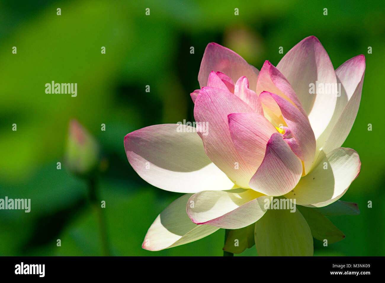 Scared Lotus Flowers in bloom Stock Photo - Alamy