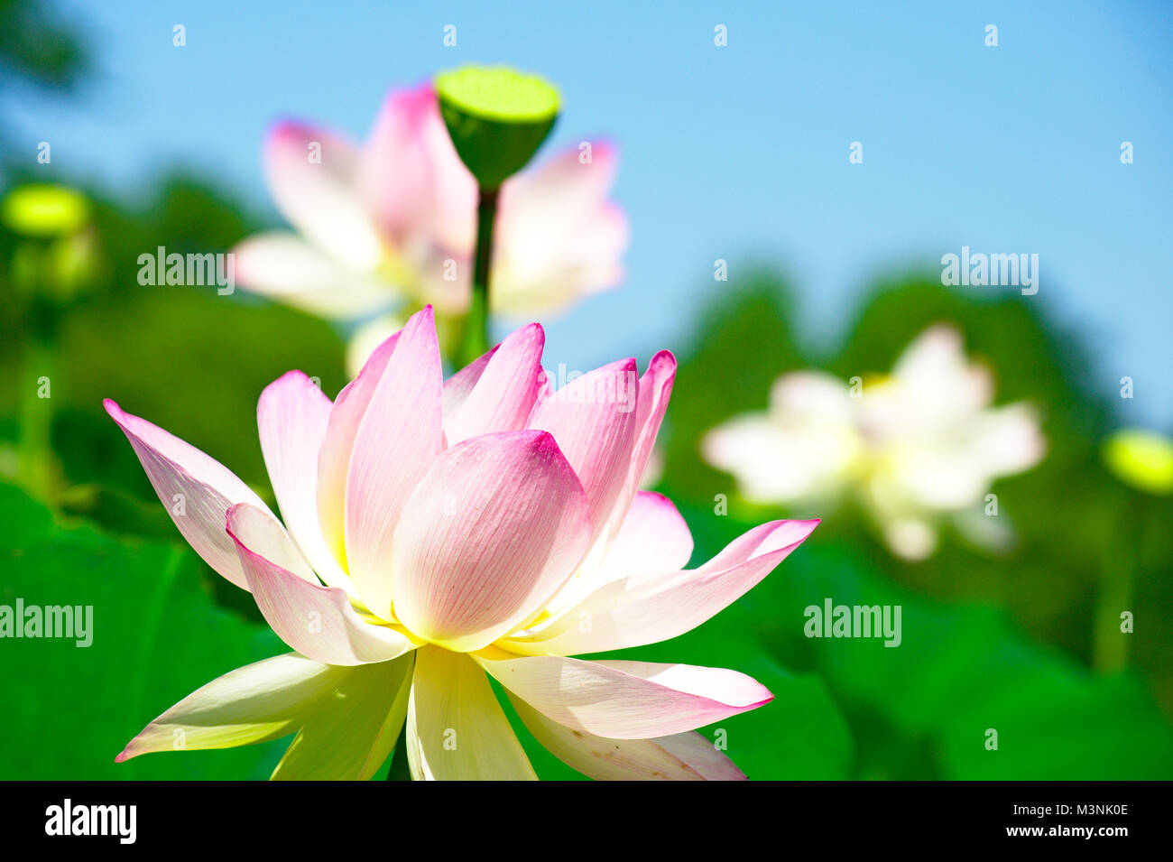 Scared Lotus Flowers in bloom Stock Photo - Alamy