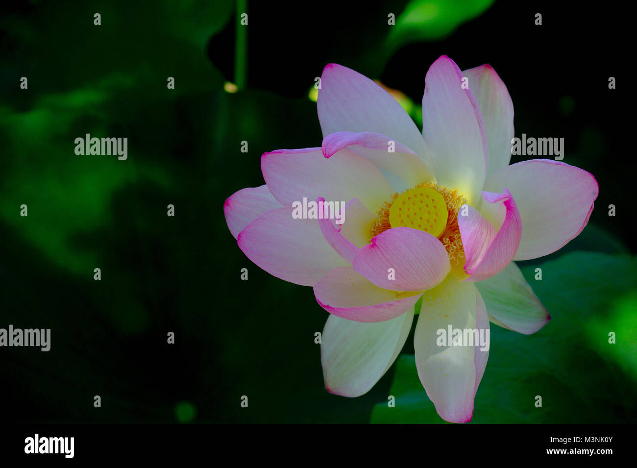 Scared Lotus Flowers in bloom Stock Photo - Alamy