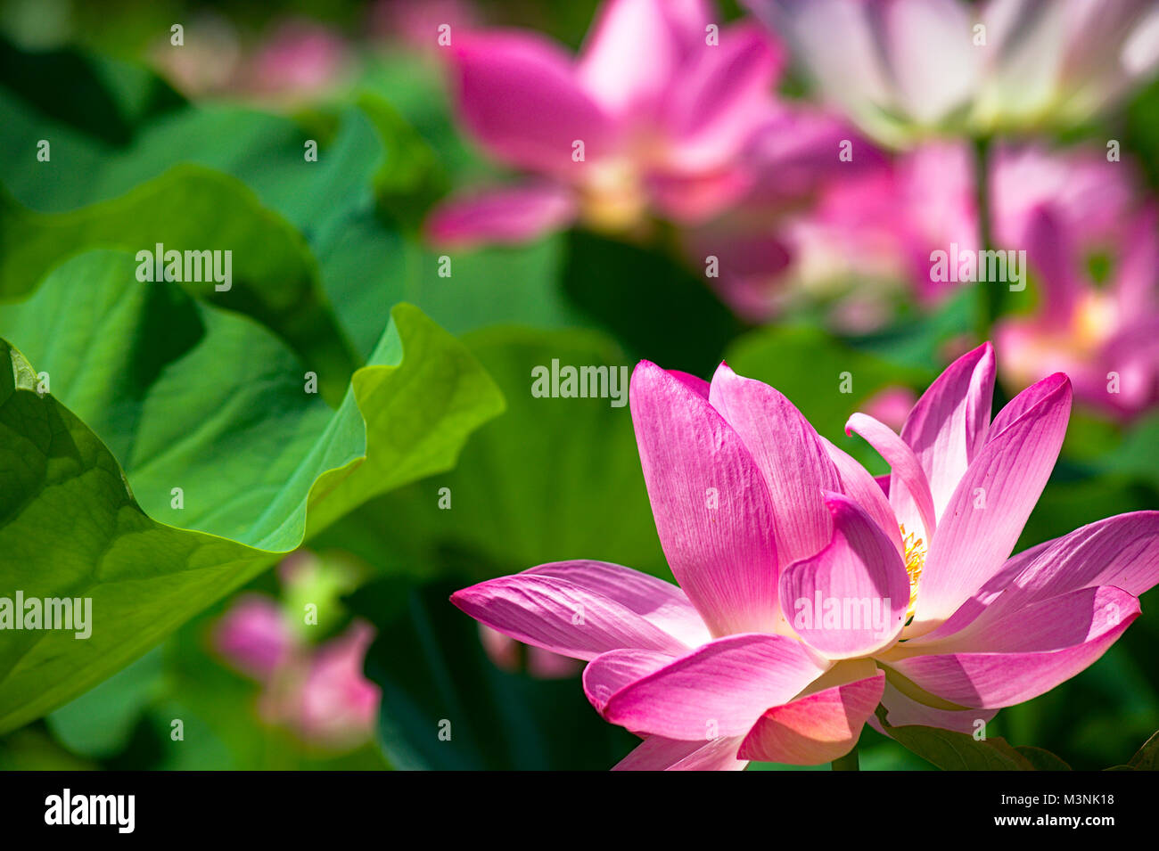 Scared Lotus Flowers in bloom Stock Photo - Alamy