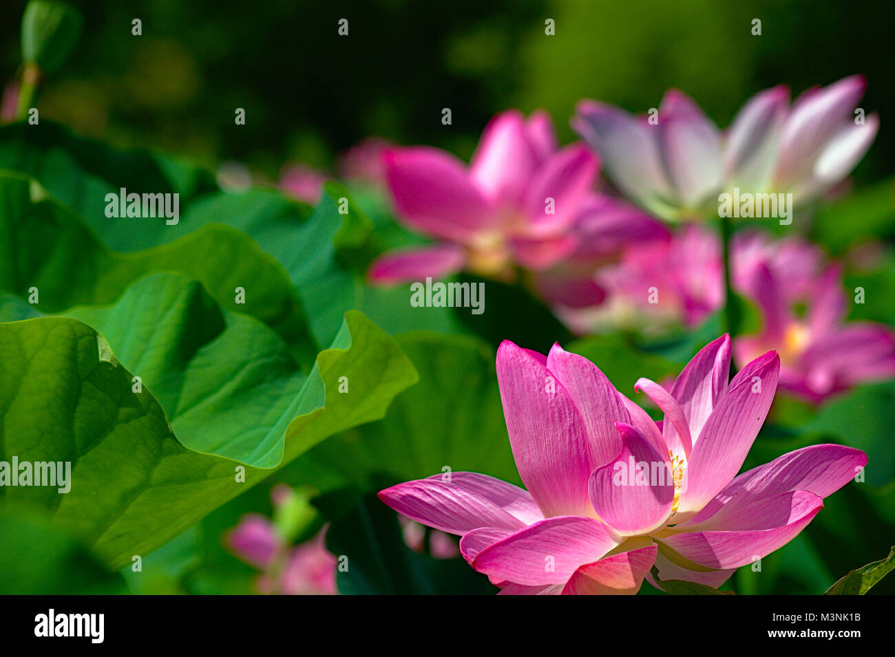 Scared Lotus Flowers in bloom Stock Photo - Alamy