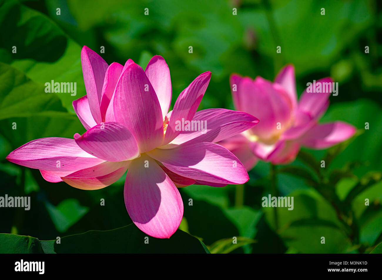 Scared Lotus Flowers in bloom Stock Photo - Alamy
