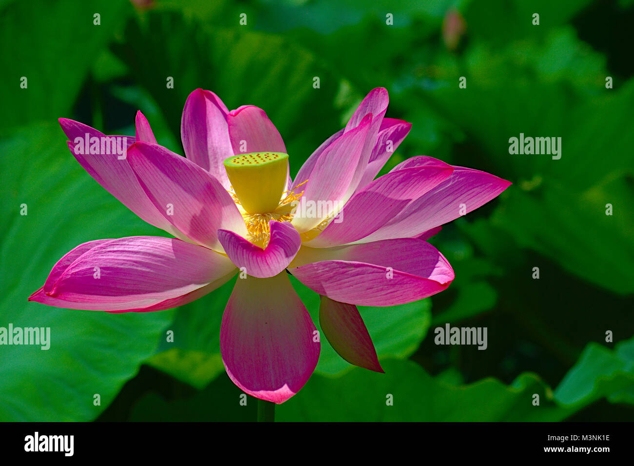 Scared Lotus Flowers in bloom Stock Photo - Alamy