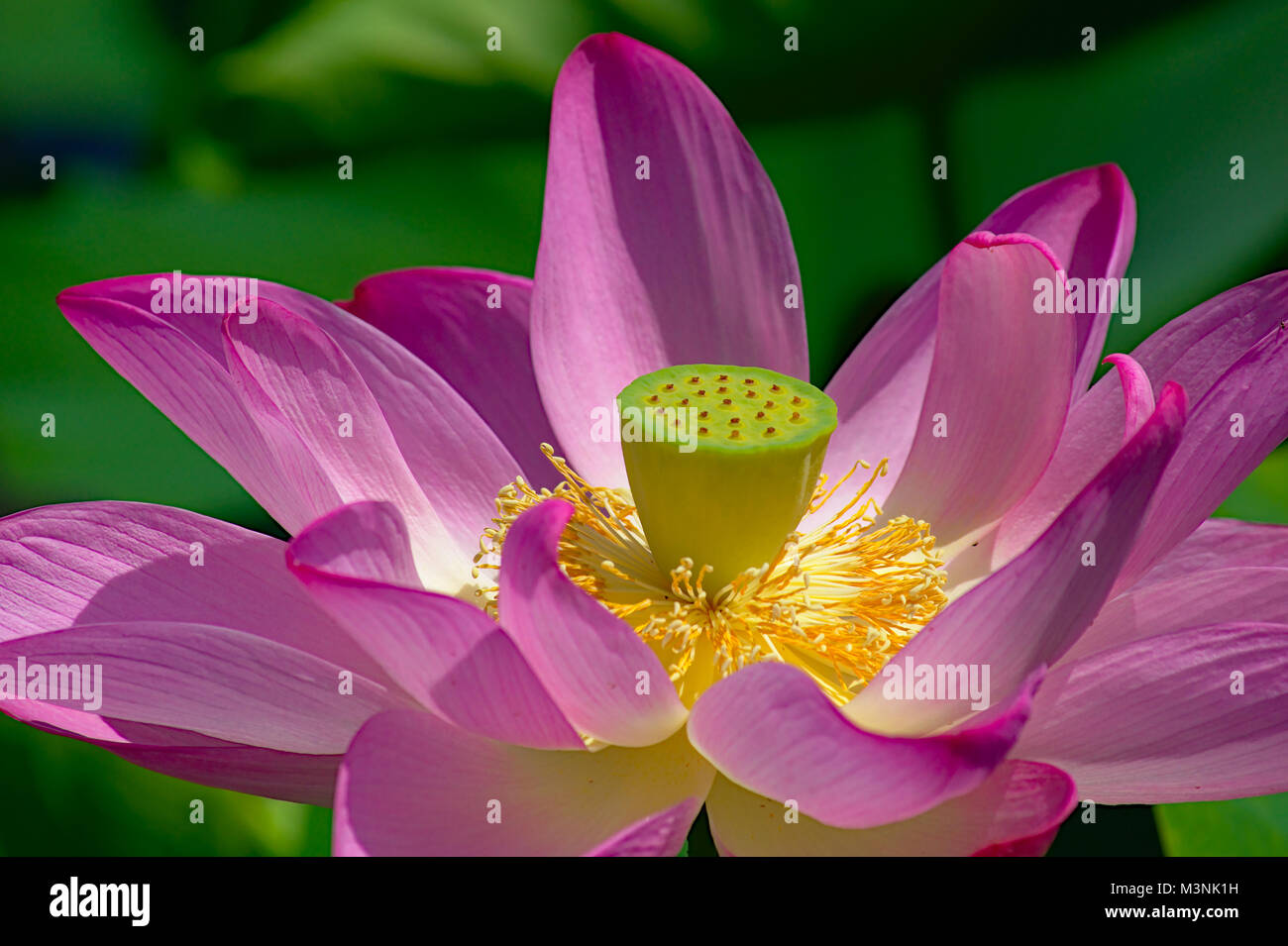 Scared Lotus Flowers in bloom Stock Photo - Alamy