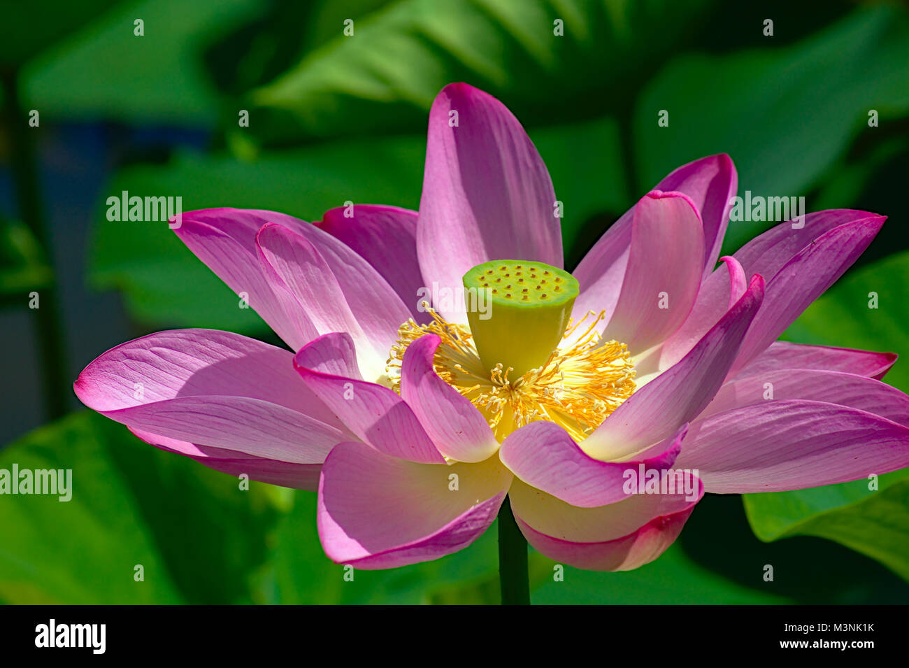 Scared Lotus Flowers in bloom Stock Photo - Alamy