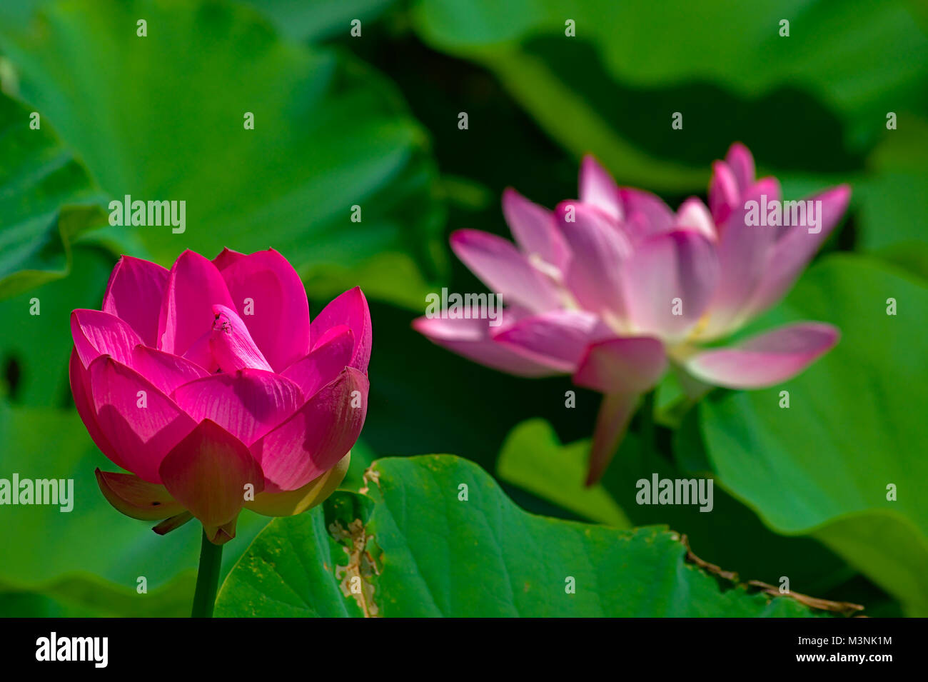 Scared Lotus Flowers in bloom Stock Photo - Alamy