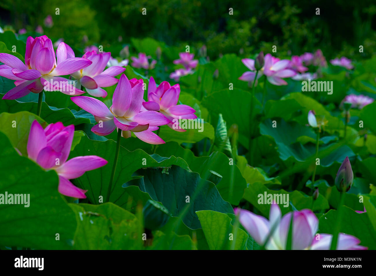 Scared Lotus Flowers in bloom Stock Photo - Alamy