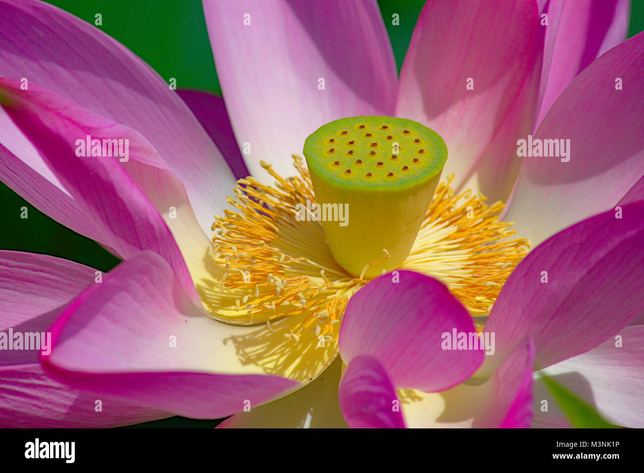 Scared Lotus Flowers in bloom Stock Photo - Alamy