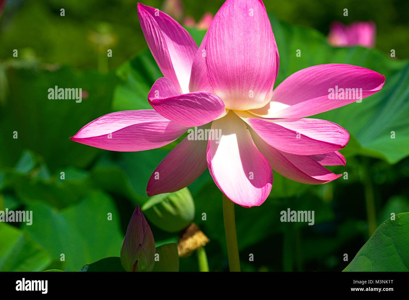 Scared Lotus Flowers in bloom Stock Photo - Alamy