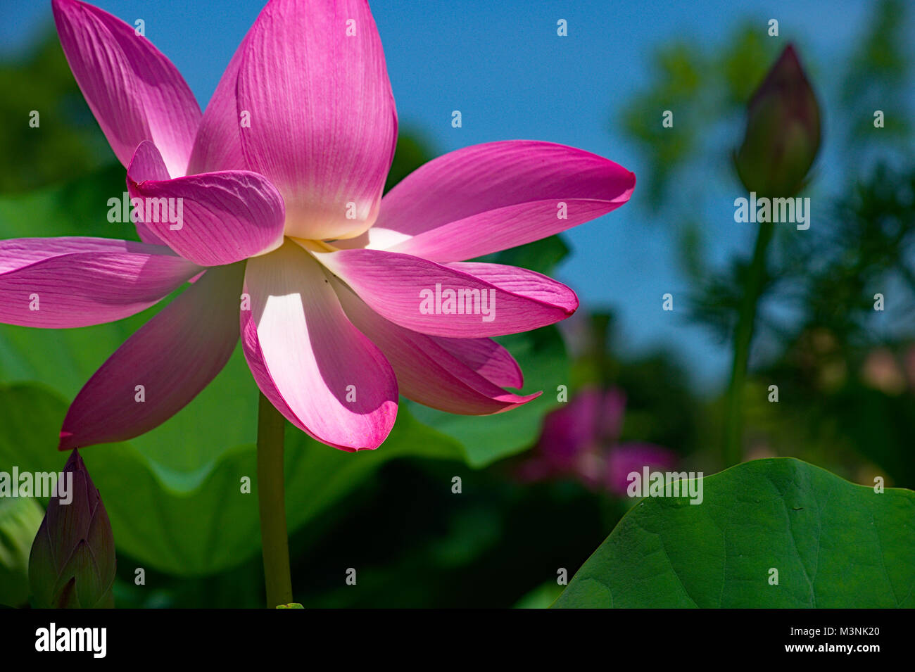 Scared Lotus Flowers in bloom Stock Photo - Alamy