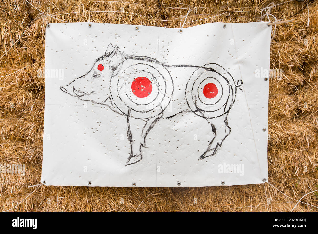 target shooting with a picture of a wild boar Stock Photo - Alamy