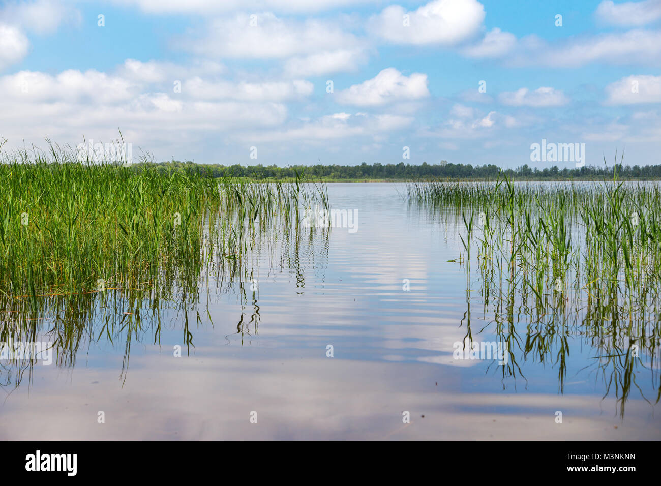 pond and water plants at summer day. shatsky lakes ukraine Stock Photo ...