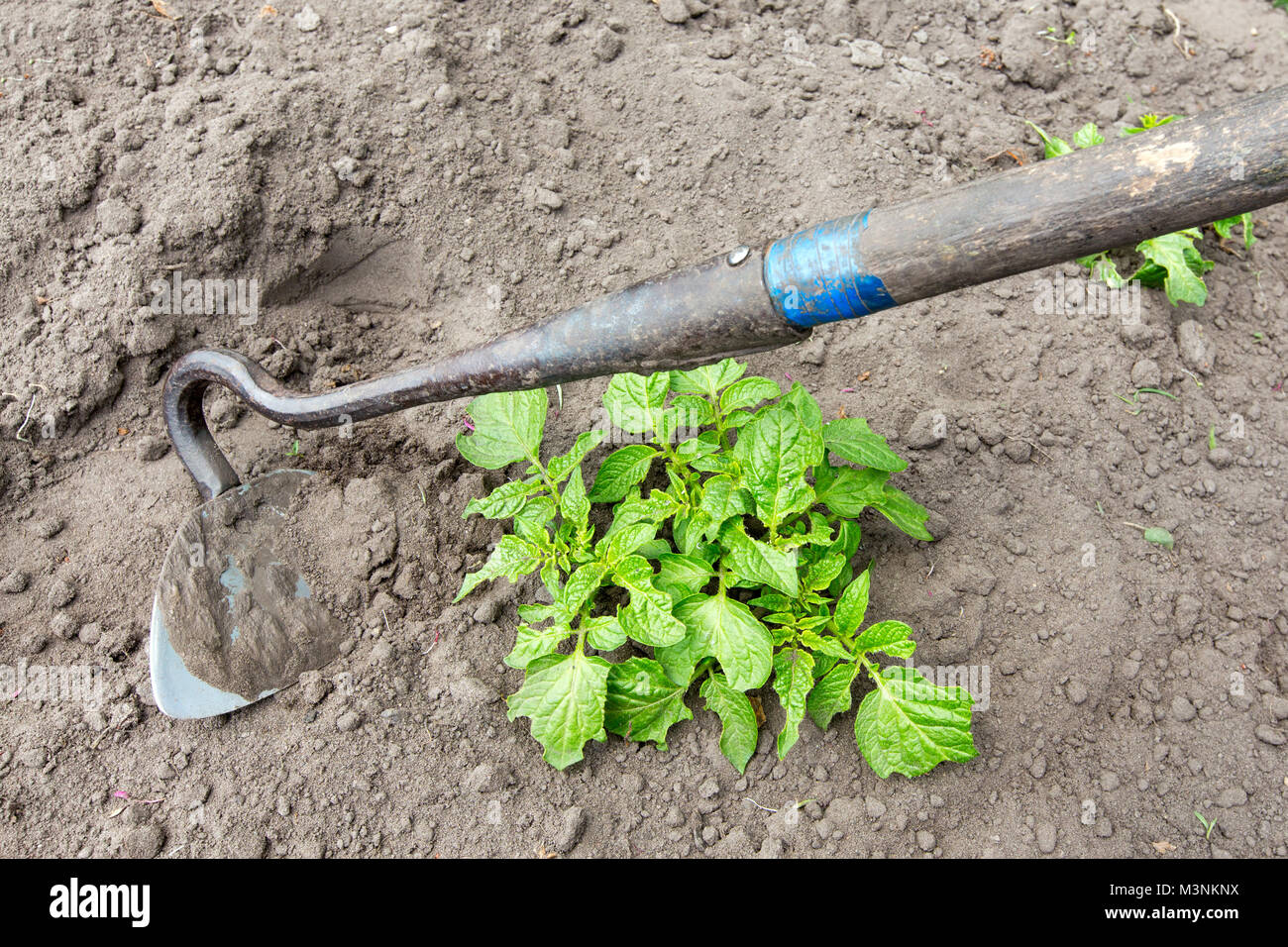 care for potatoes Stock Photo - Alamy