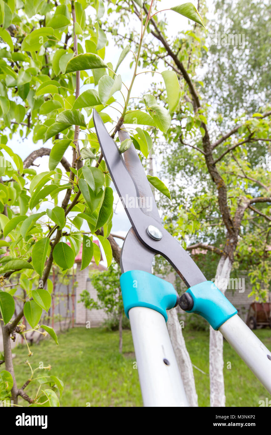 pruning shears trees Stock Photo - Alamy