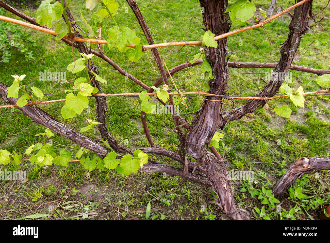 vine at their summer cottage in spring Stock Photo - Alamy