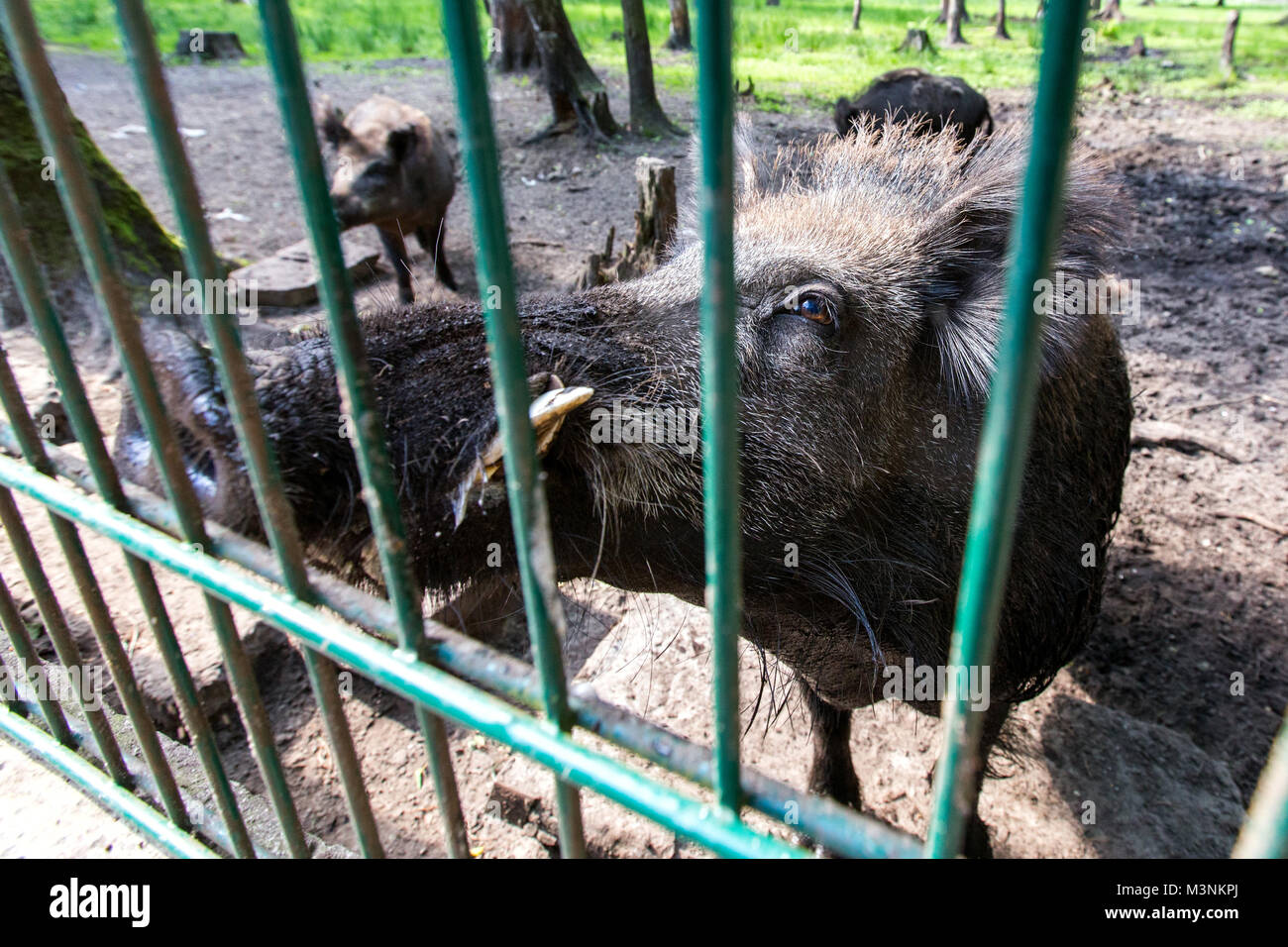 Ferocious wild boar in a cage Stock Photo - Alamy