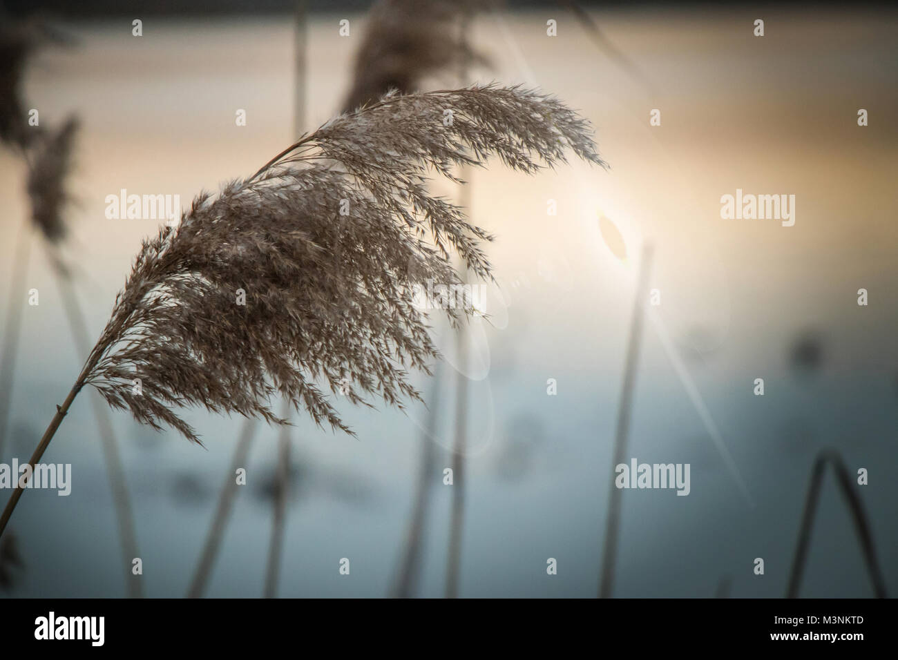 Cattail in the focus background Stock Photo - Alamy