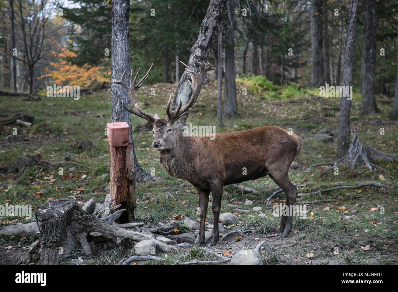 Omega park, Quebec, Canada, animals in the park Stock Photo - Alamy