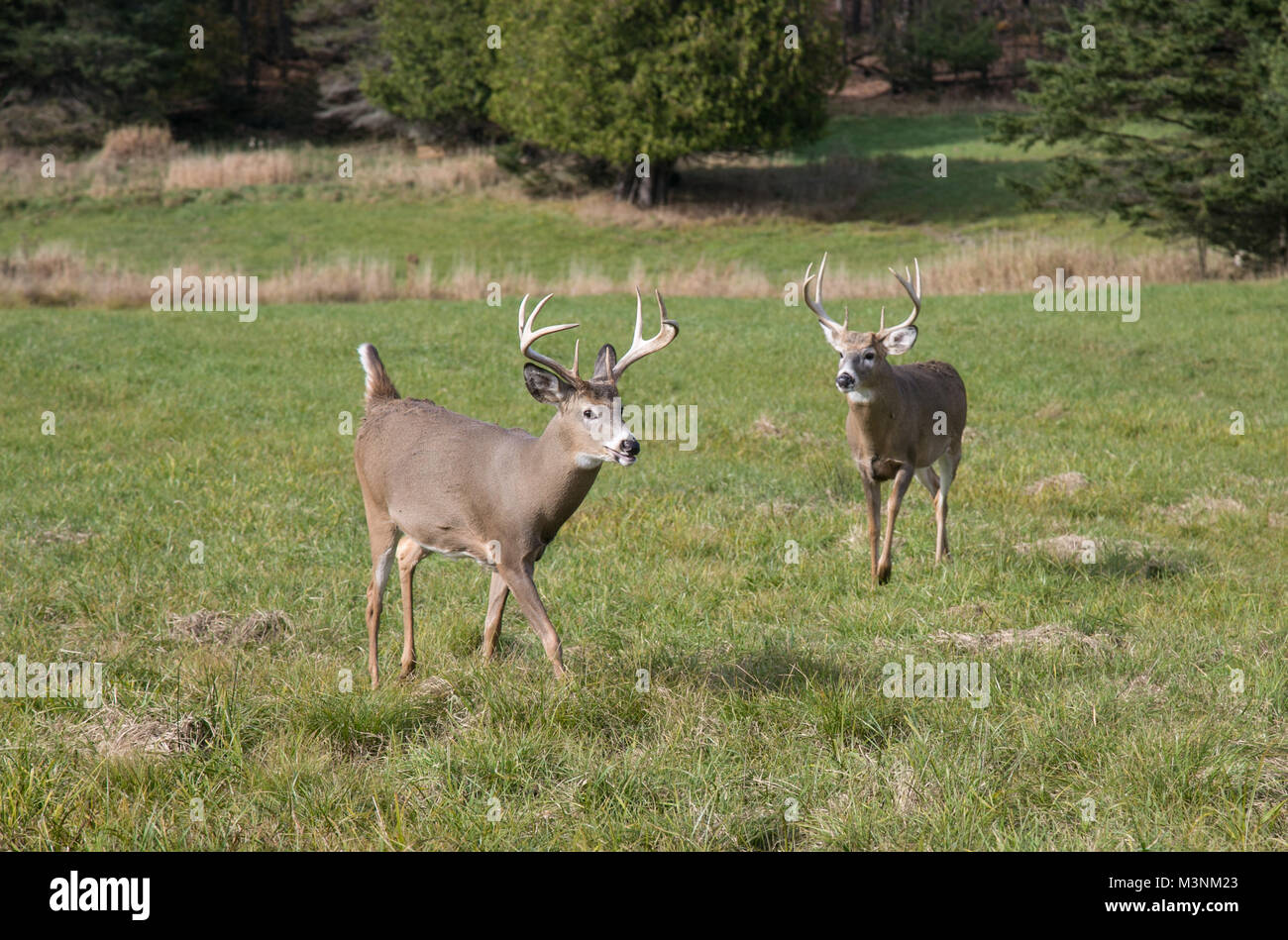 Omega park, Quebec, Canada, animals in the park Stock Photo - Alamy
