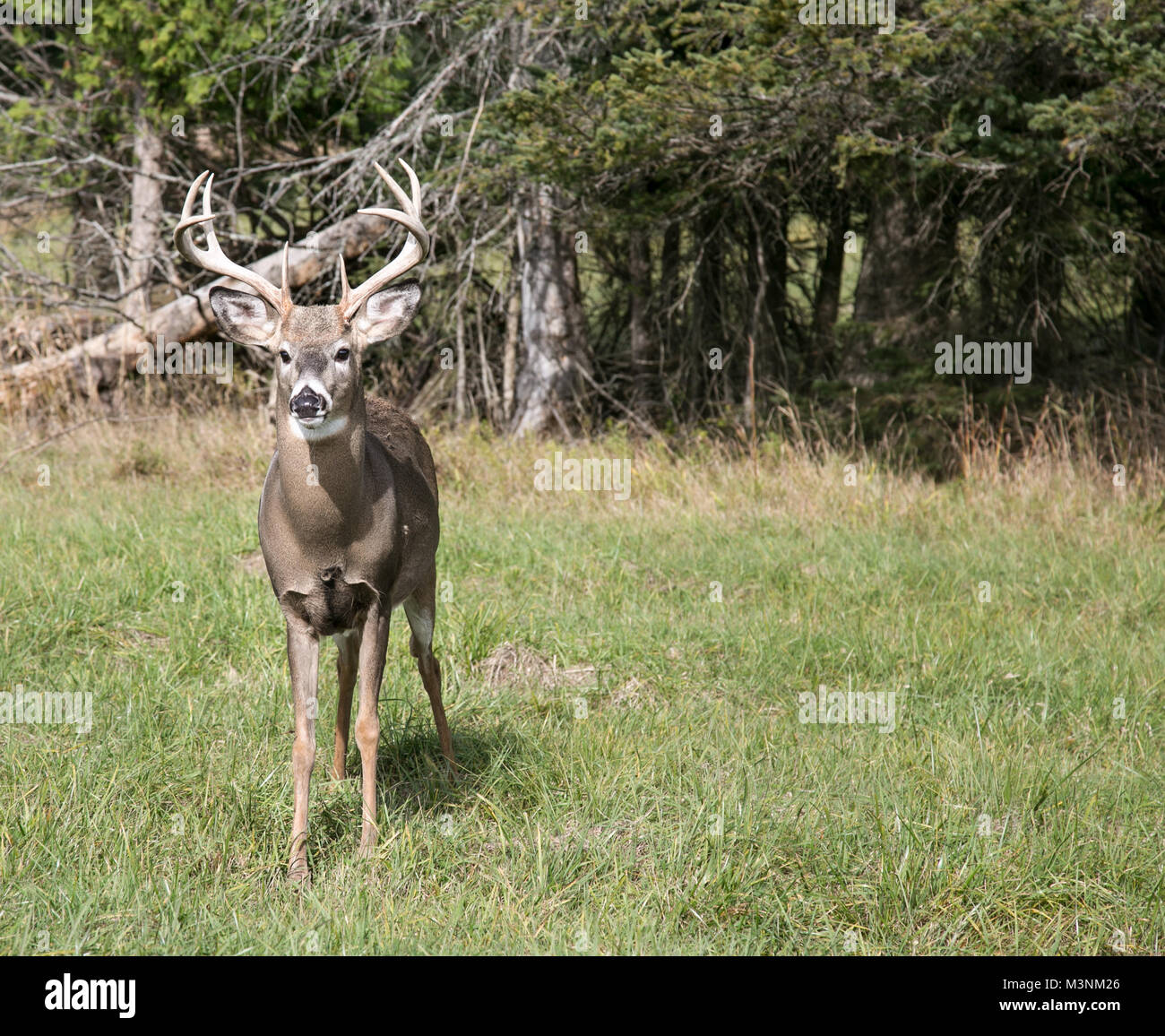 Omega park, Quebec, Canada, animals in the park Stock Photo - Alamy