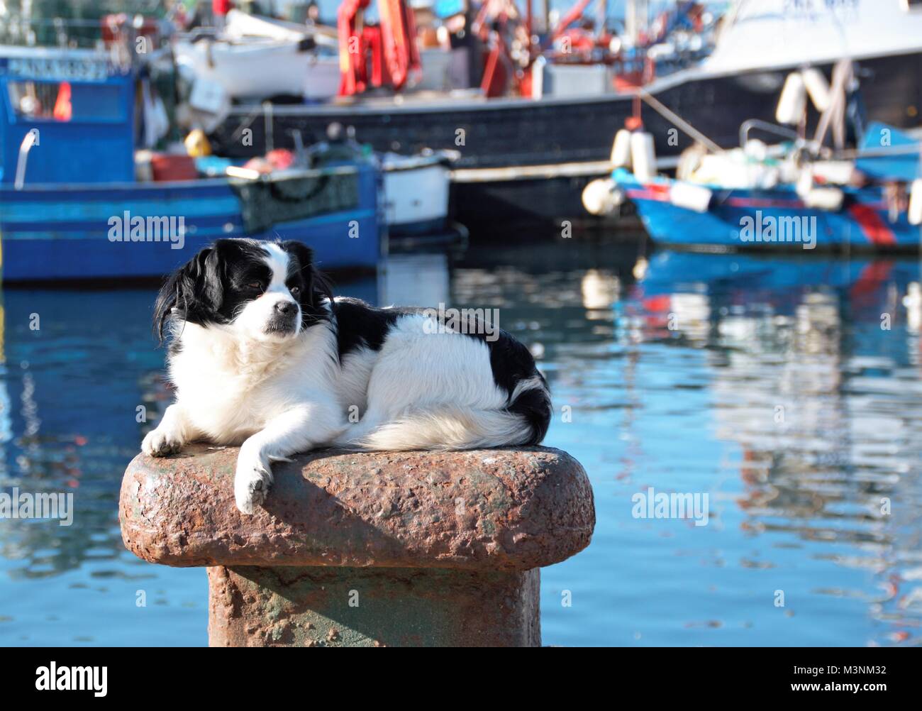 Dog Sunbathing High Resolution Stock Photography and Images - Alamy