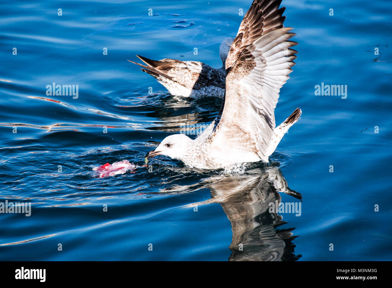 two seagulls eating a fish in the sea Stock Photo - Alamy