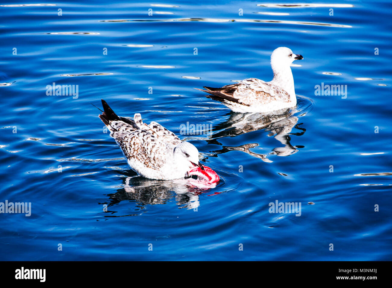 two seagulls eating a fish in the sea Stock Photo - Alamy