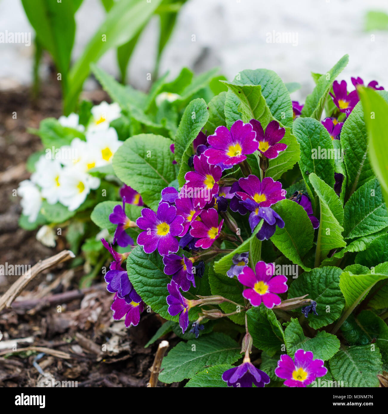 Blossoming spring primrose, close-up Stock Photo - Alamy