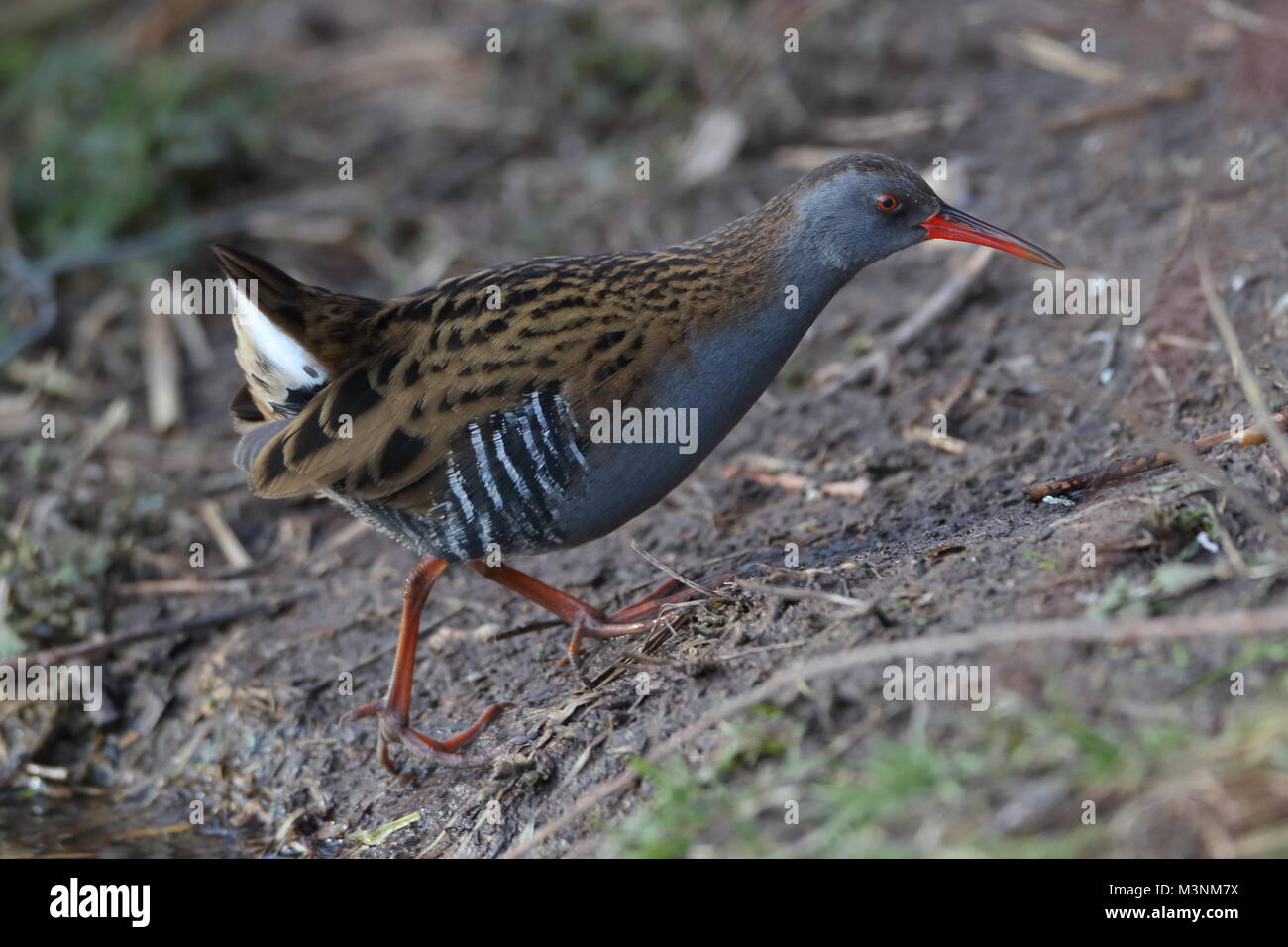 Adult Water Rail Stock Photo - Alamy