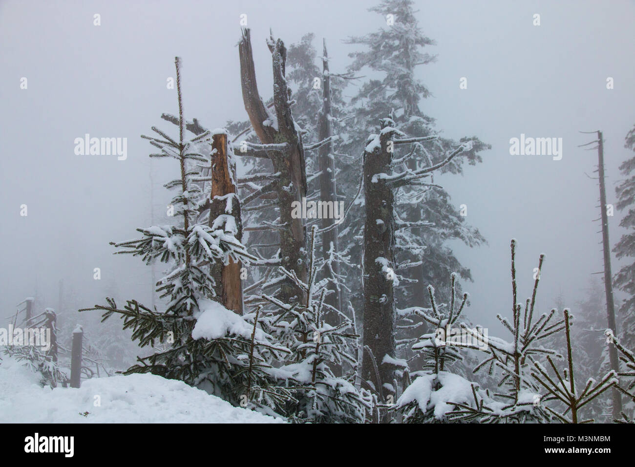 Storm damage: Broken trees in a winter landscape Stock Photo - Alamy