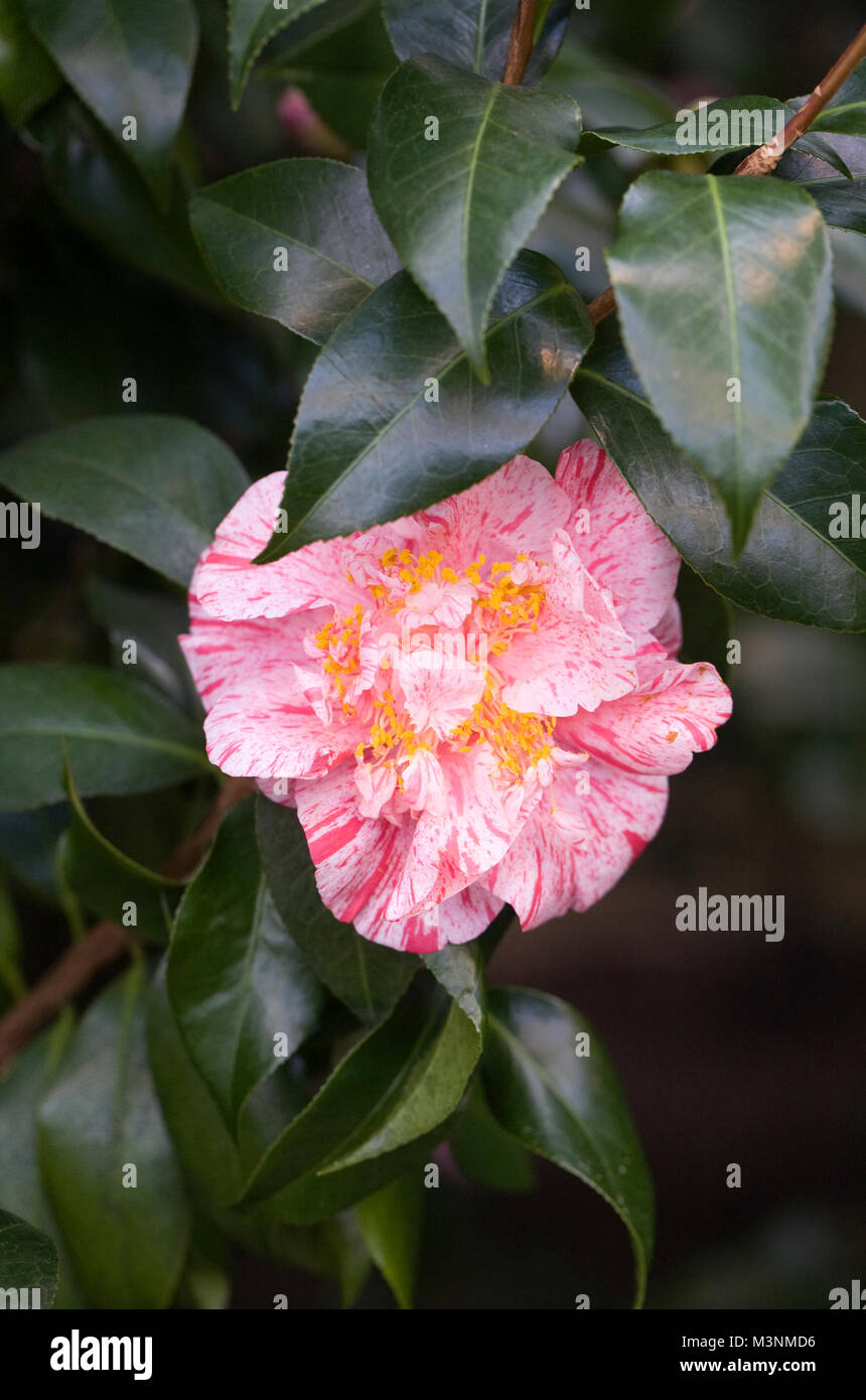 Camellias blooms hi-res stock photography and images - Alamy