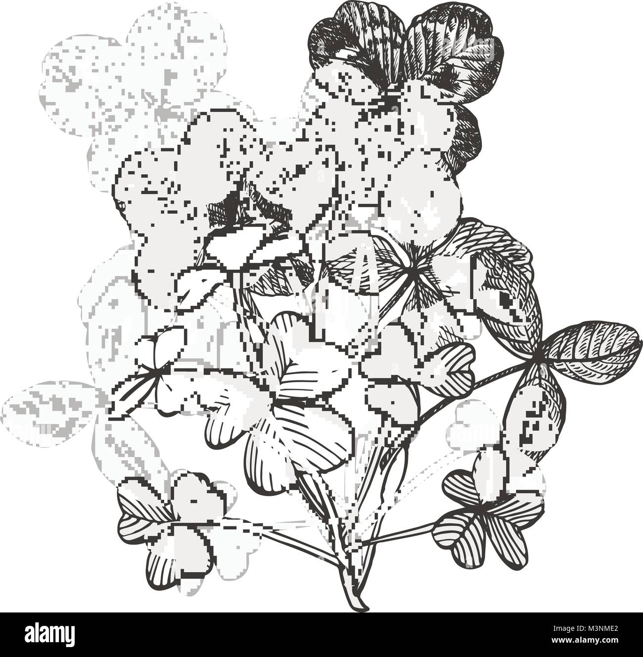 Clover vector compositions. Isolated wild plant and leaves on white ...