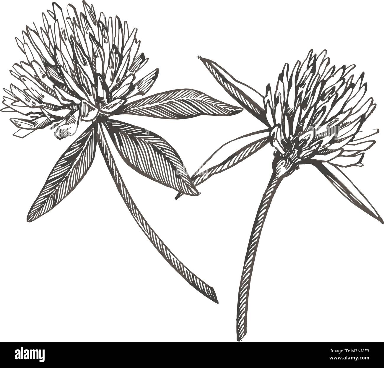 Clover flower vector set. Isolated wild plant and leaves on white ...